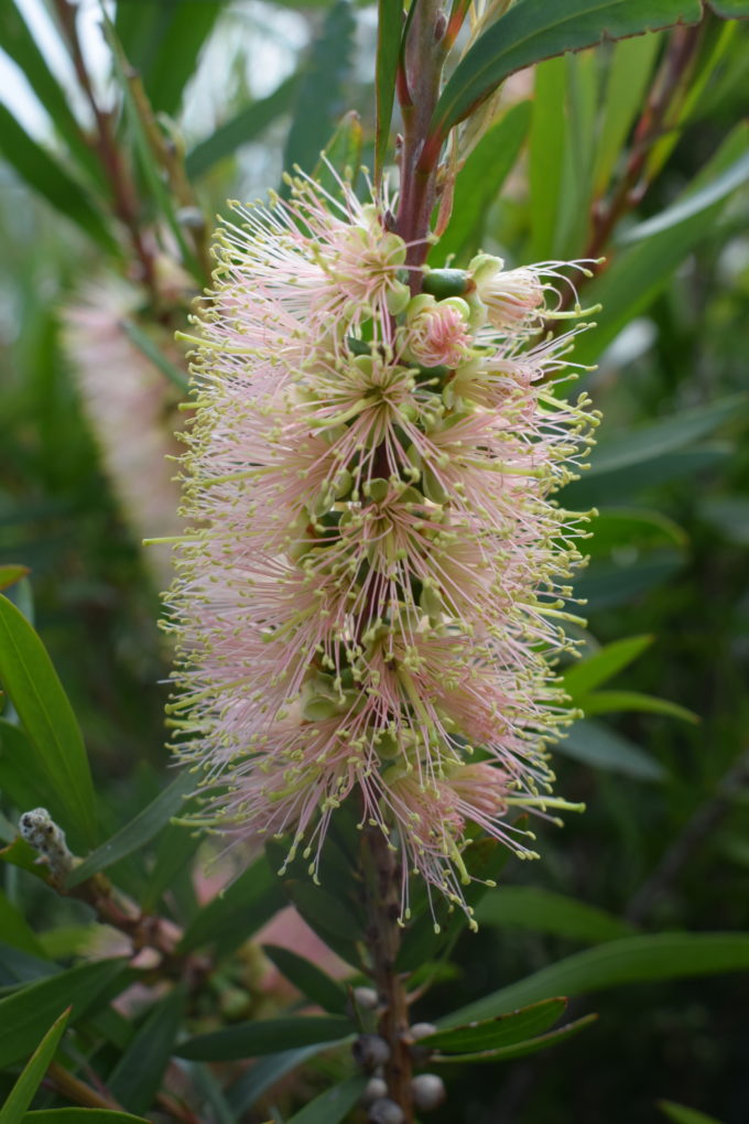 Callistemon Pink Champagne (bottle-brush) in 75mm Supergro Tube – Trigg ...