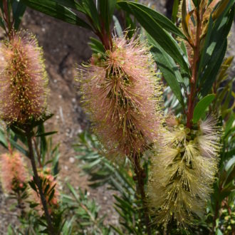 Callistemon – Trigg Plants