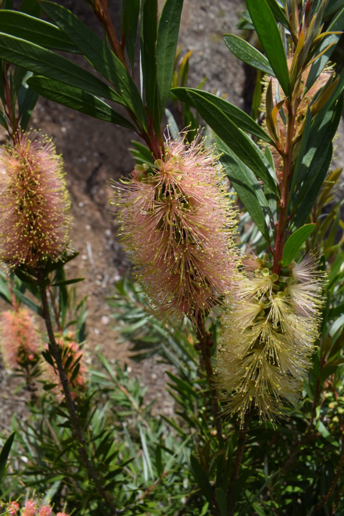 Callistemon Pink Champagne (bottle-brush) in 75mm Supergro Tube – Trigg ...