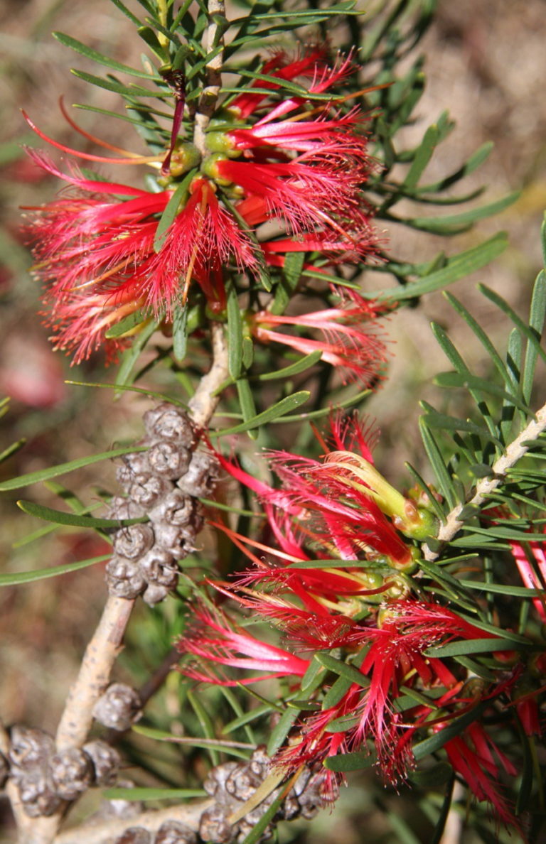 Calothamnus homalophyllus in 50mm Forestry Tube – Trigg Plants