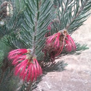 Calothamnus quadrifidus grey form in 75mm Supergro Tube – Trigg Plants