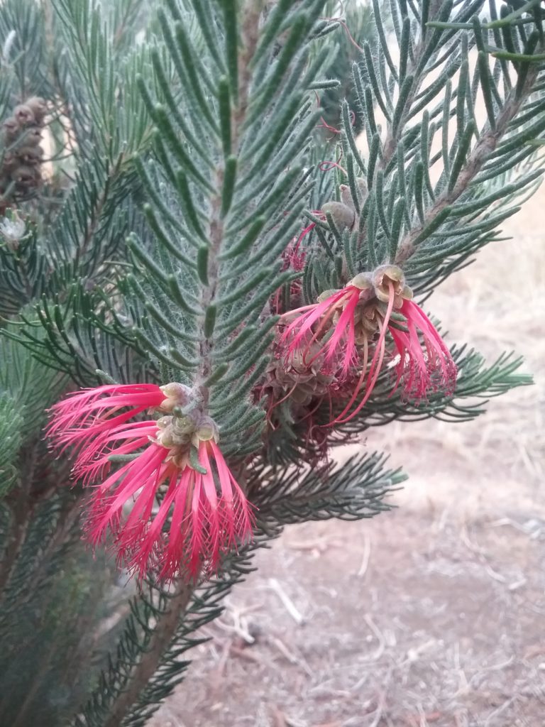 Calothamnus quadrifidus grey form in 50mm Forestry Tube – Trigg Plants