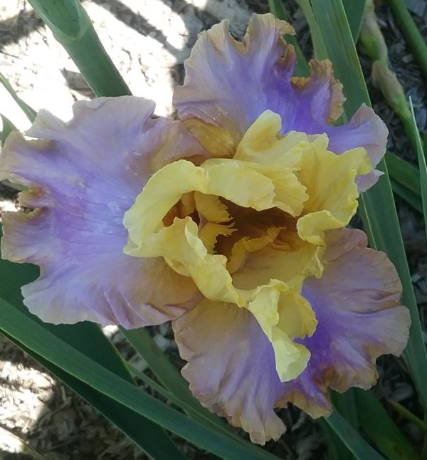 Tall Bearded Iris Noble Poet – Trigg Plants