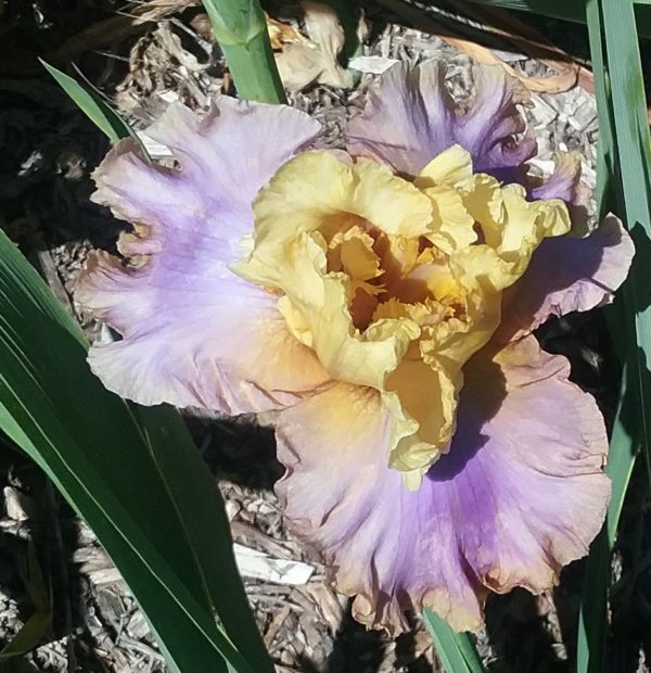 Tall Bearded Iris Noble Poet – Trigg Plants