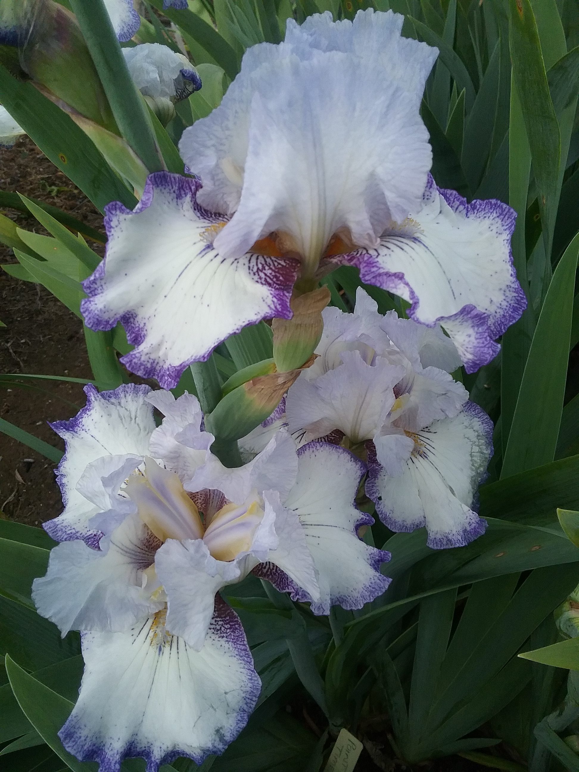 Tall Bearded Iris POINT IN TIME (bare rooted rhizome) – Trigg Plants