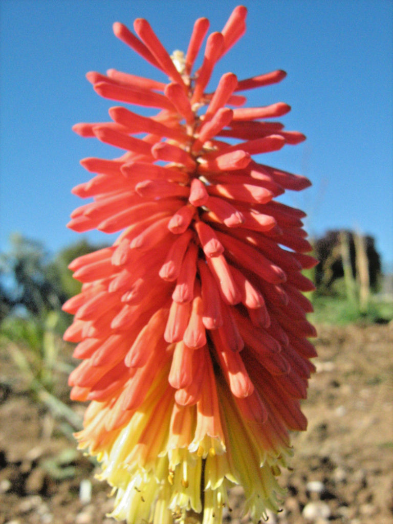 Kniphofia – Trigg Plants