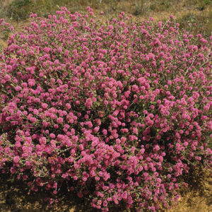 Phymatocarpus maxwellii in 50mm Forestry Tube – Trigg Plants