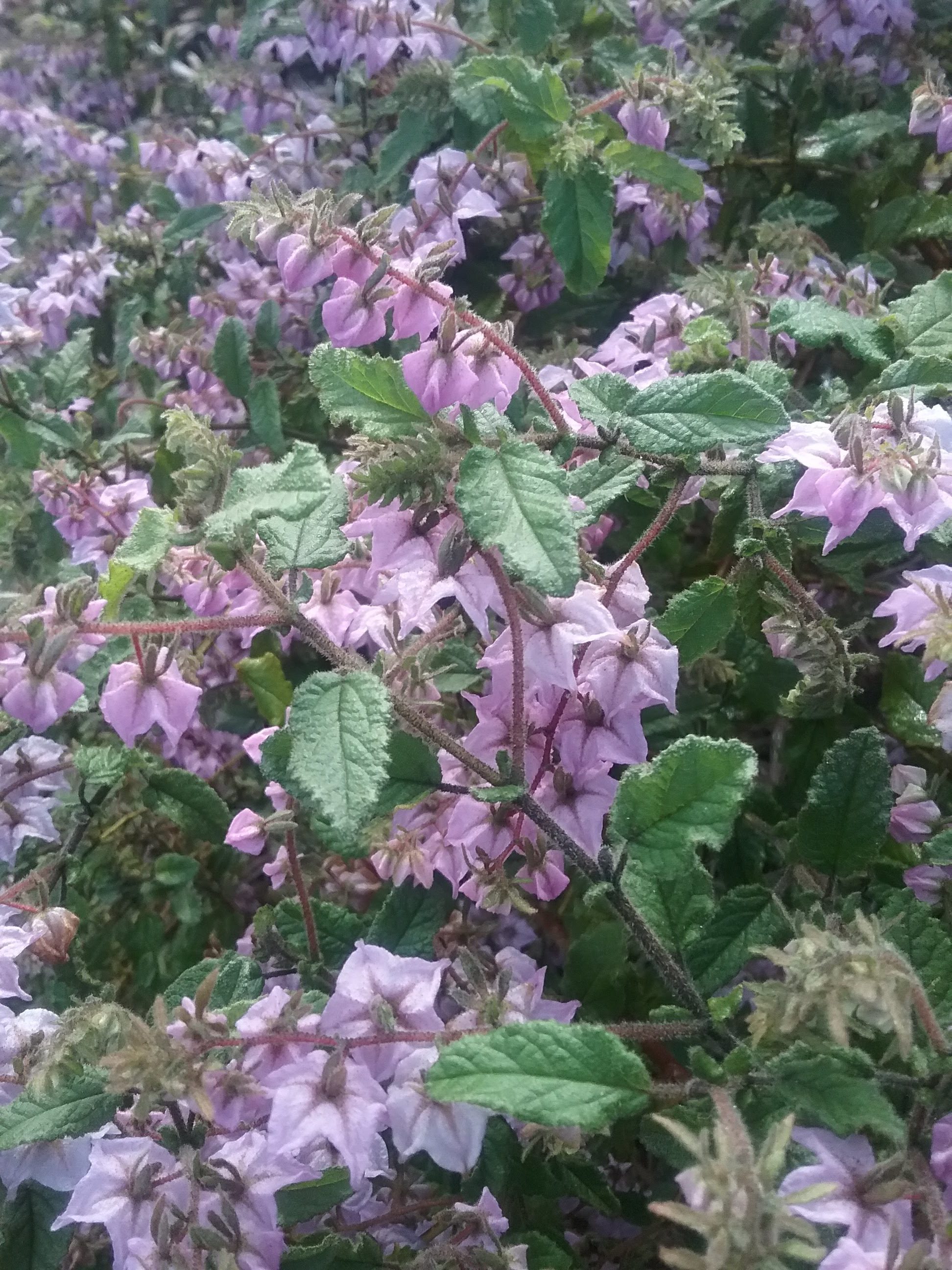 Thomasia purpurea in 75mm Supergro Tube – Trigg Plants