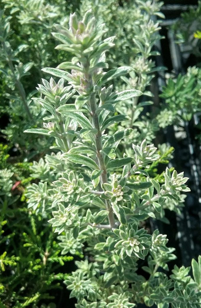 Westringia Smokey (Native Rosemary) in 75mm Supergro Tube – Trigg Plants