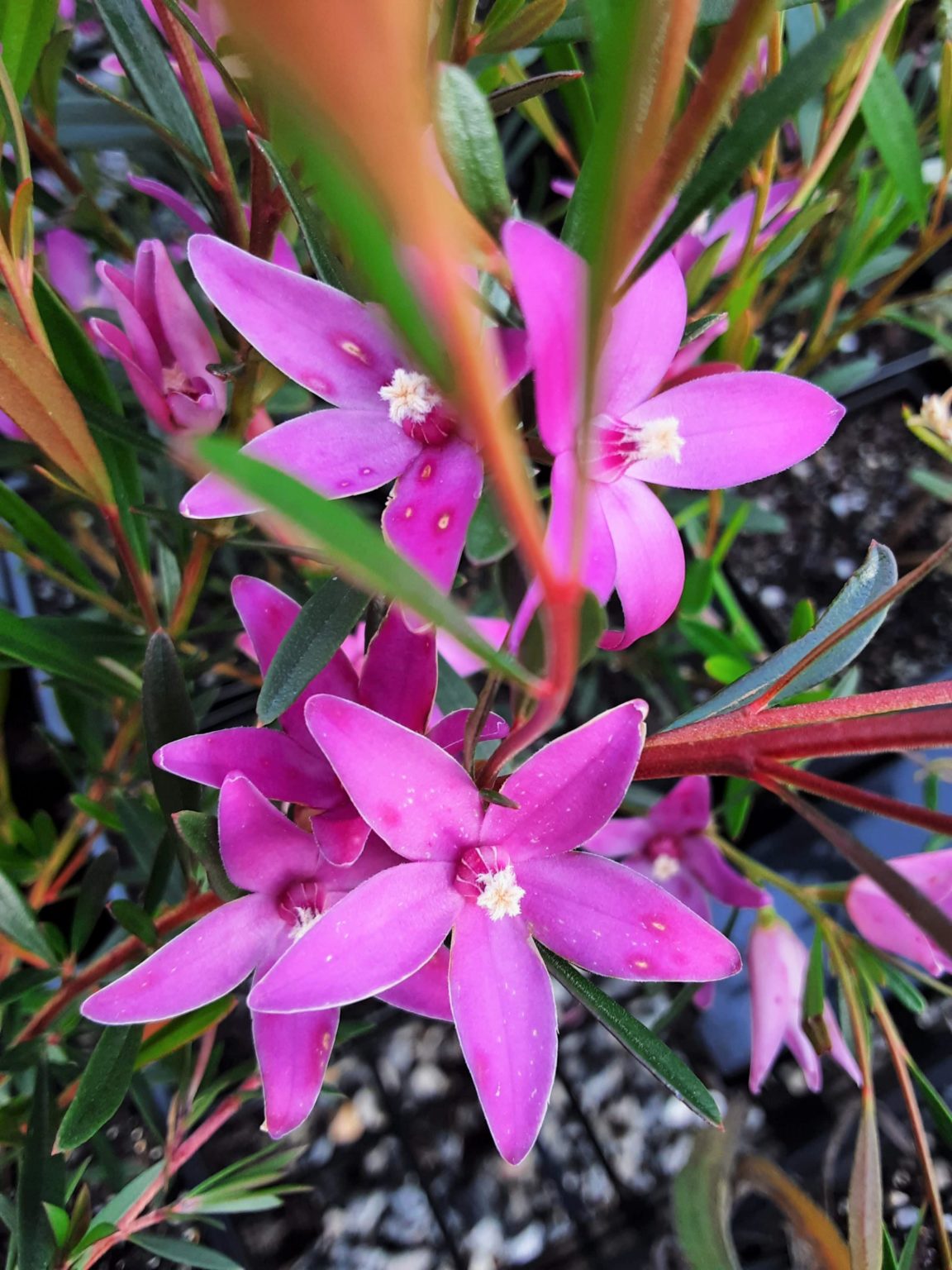 Crowea Festival in 50mm Forestry Tube – Trigg Plants