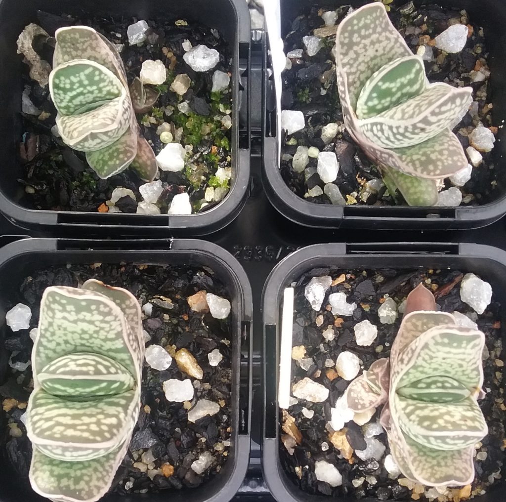 Gasteria CV Splash 20 seeds – Trigg Plants