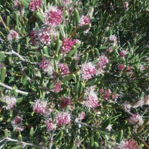 Hakea – Trigg Plants