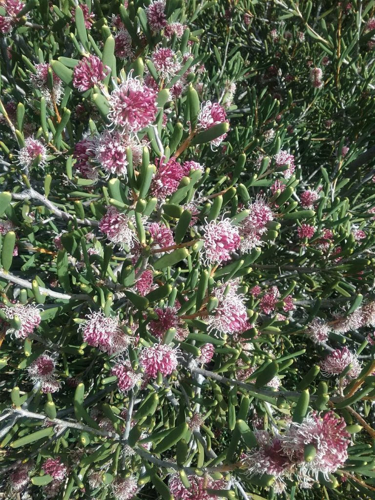 Hakea – Trigg Plants