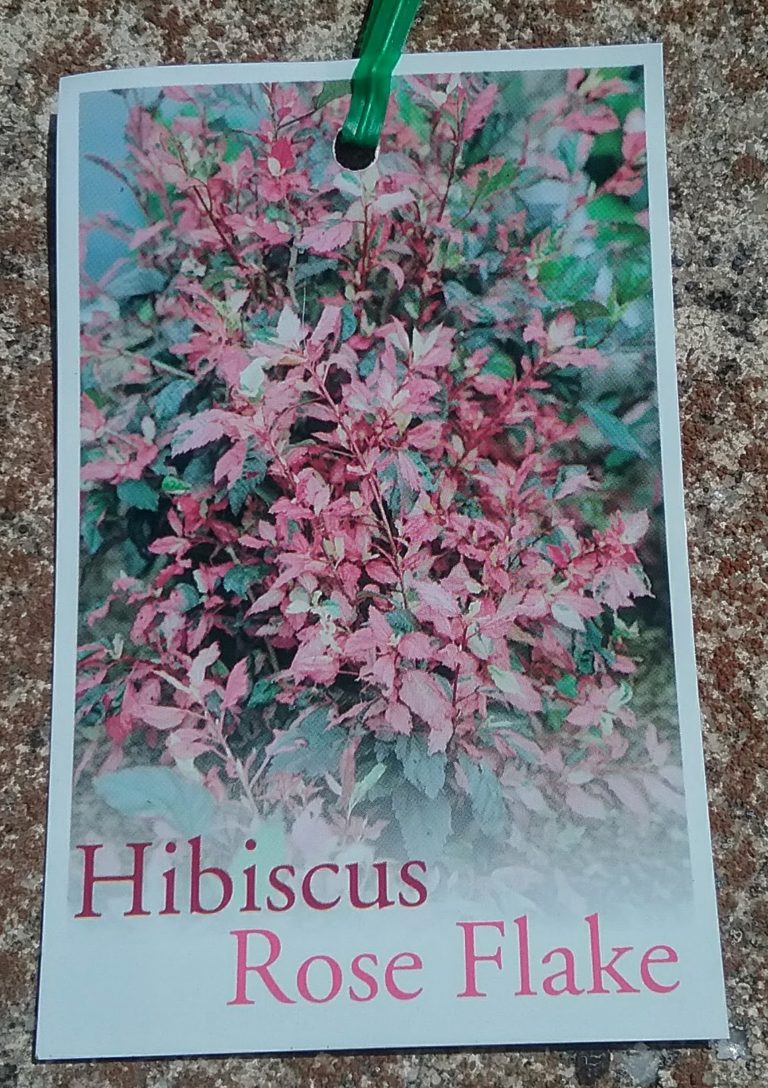 Hibiscus Rose Flake in 68mm Super Tube – Trigg Plants