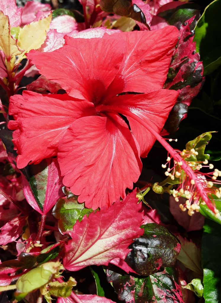 Hibiscus Rose Flake in 68mm Super Tube – Trigg Plants