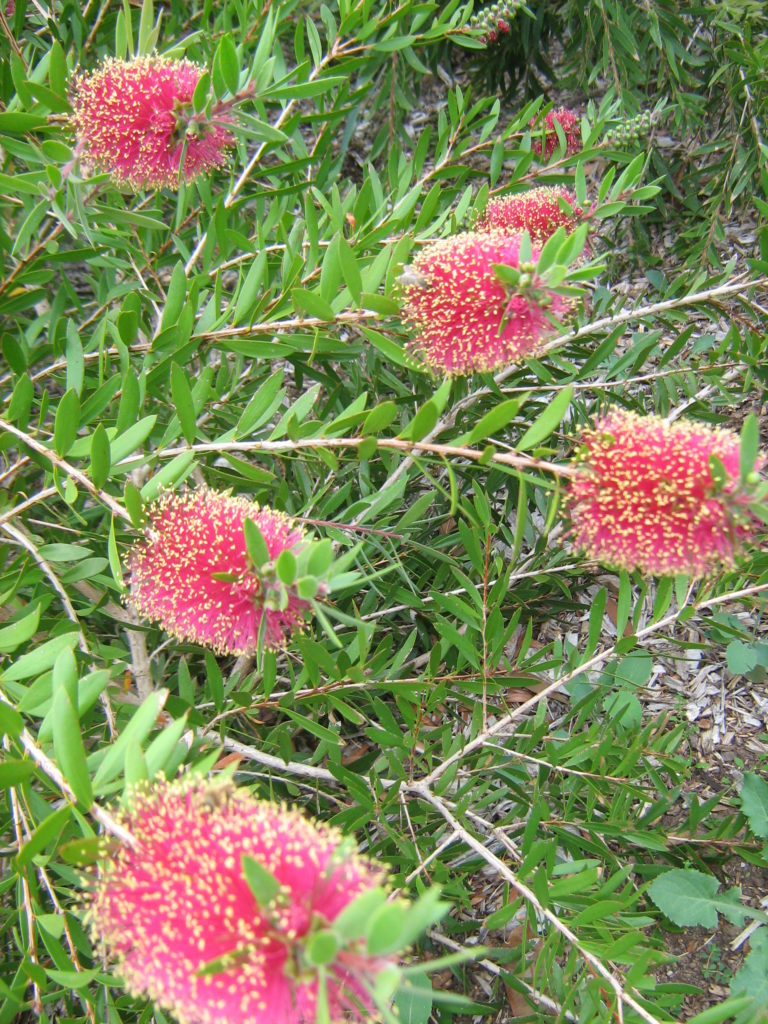 Callistemon rugulosus in 50mm Forestry Tube – Trigg Plants
