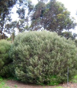 Hakea – Trigg Plants