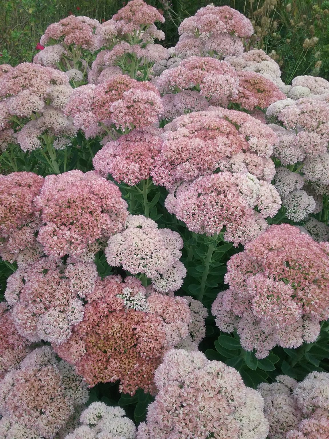 Sedum Autumn Blush in 68mm Super Tube – Trigg Plants