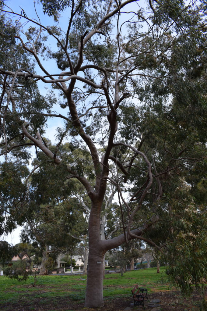 Eucalyptus citriodora (gum tree) syn Corymbia in 50mm Forestry Tube ...