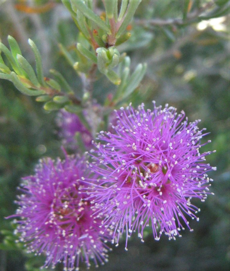 Melaleuca clavifolia in 50mm Forestry Tube – Trigg Plants