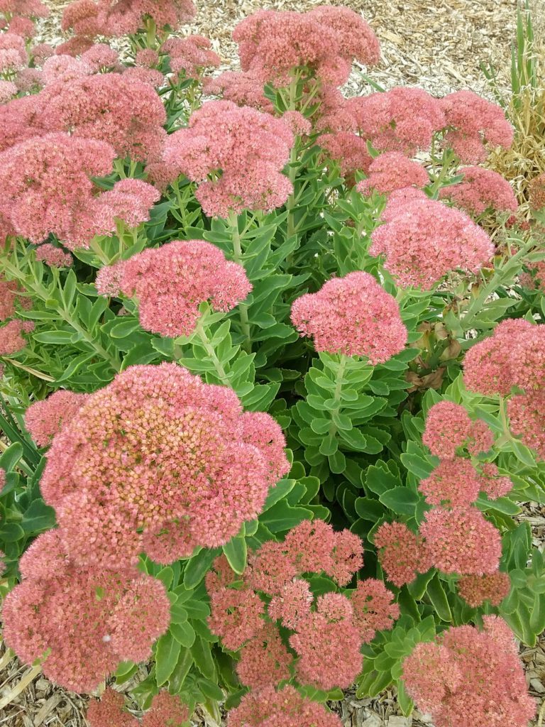 Sedum Autumn Joy in 50mm forestry tube – Trigg Plants