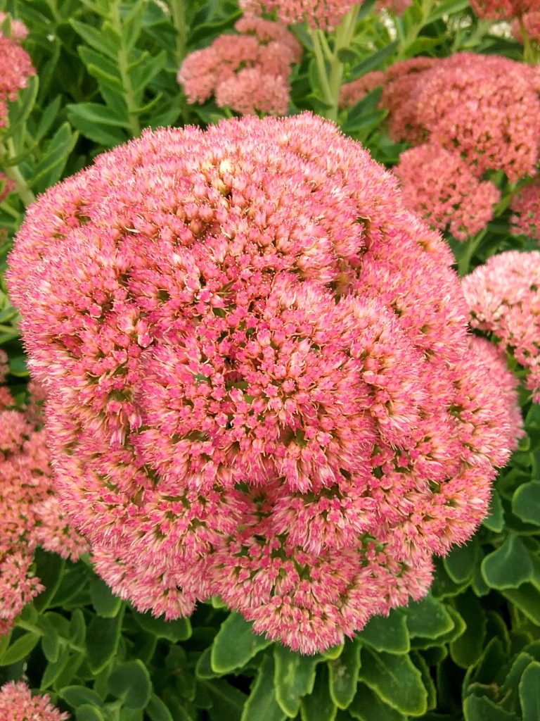 Sedum Autumn Joy in 50mm forestry tube – Trigg Plants