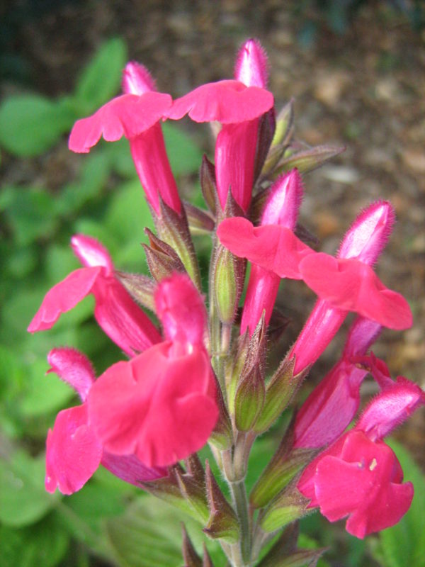 Salvia Ripe Raspberry in 50mm forestry tube – Trigg Plants