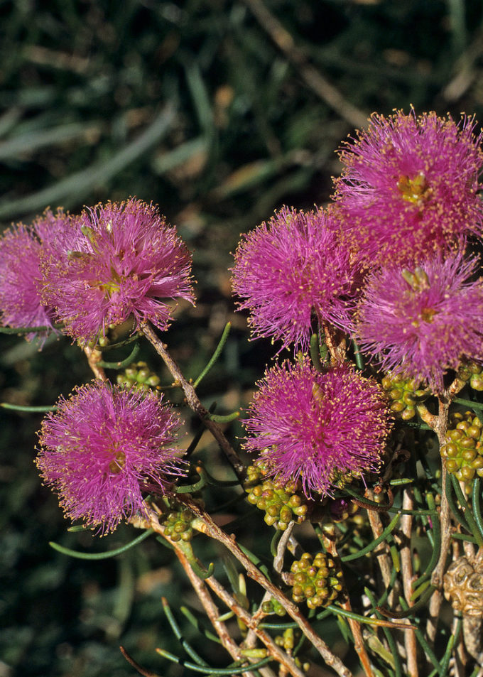Melaleuca filifolia in 50mm Forestry Tube – Trigg Plants