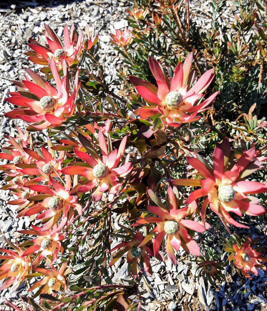Leucadendron Devils Blush in 50mm Forestry Tube – Trigg Plants