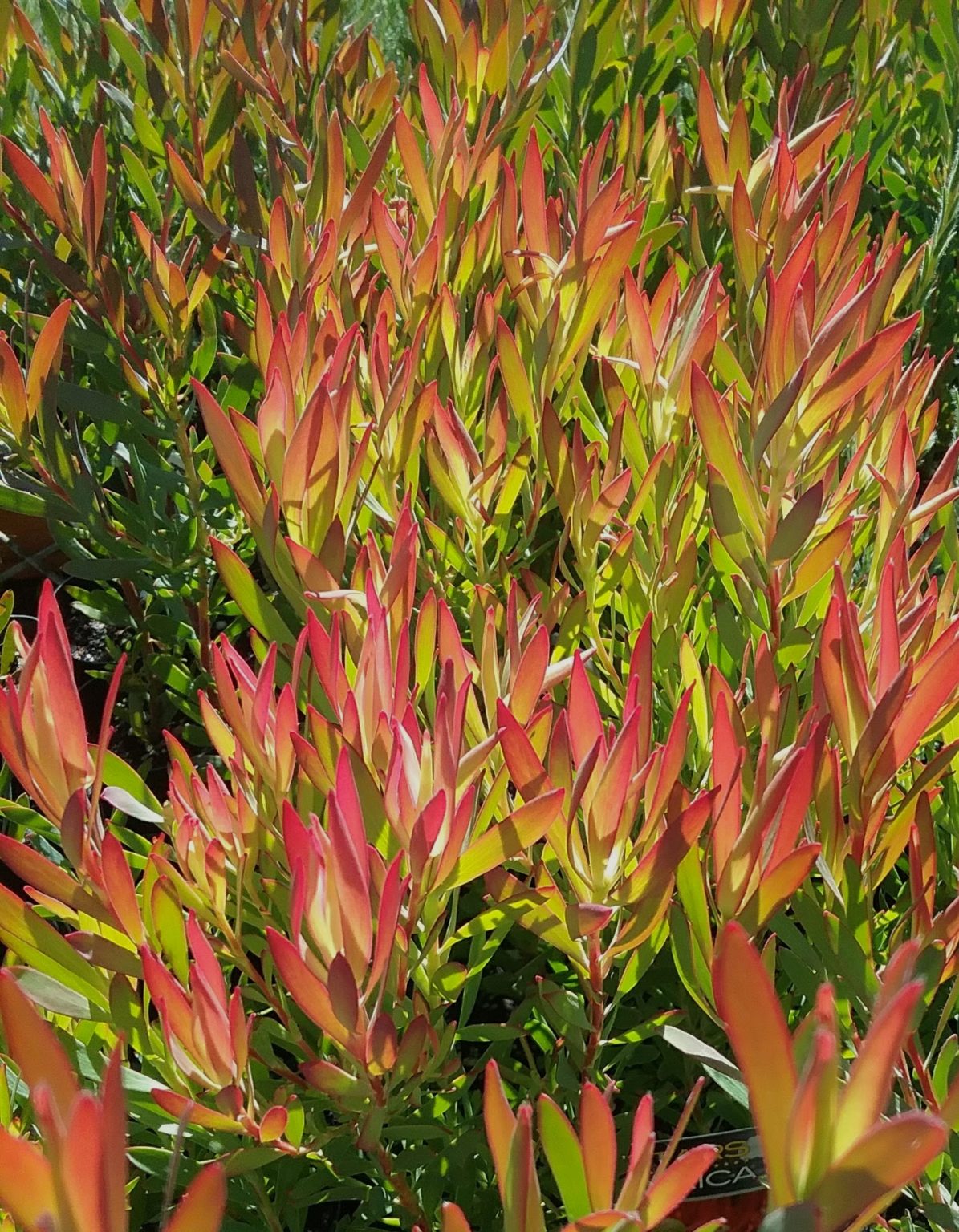 Leucadendron Silvan Red in 68mm Super Tube – Trigg Plants