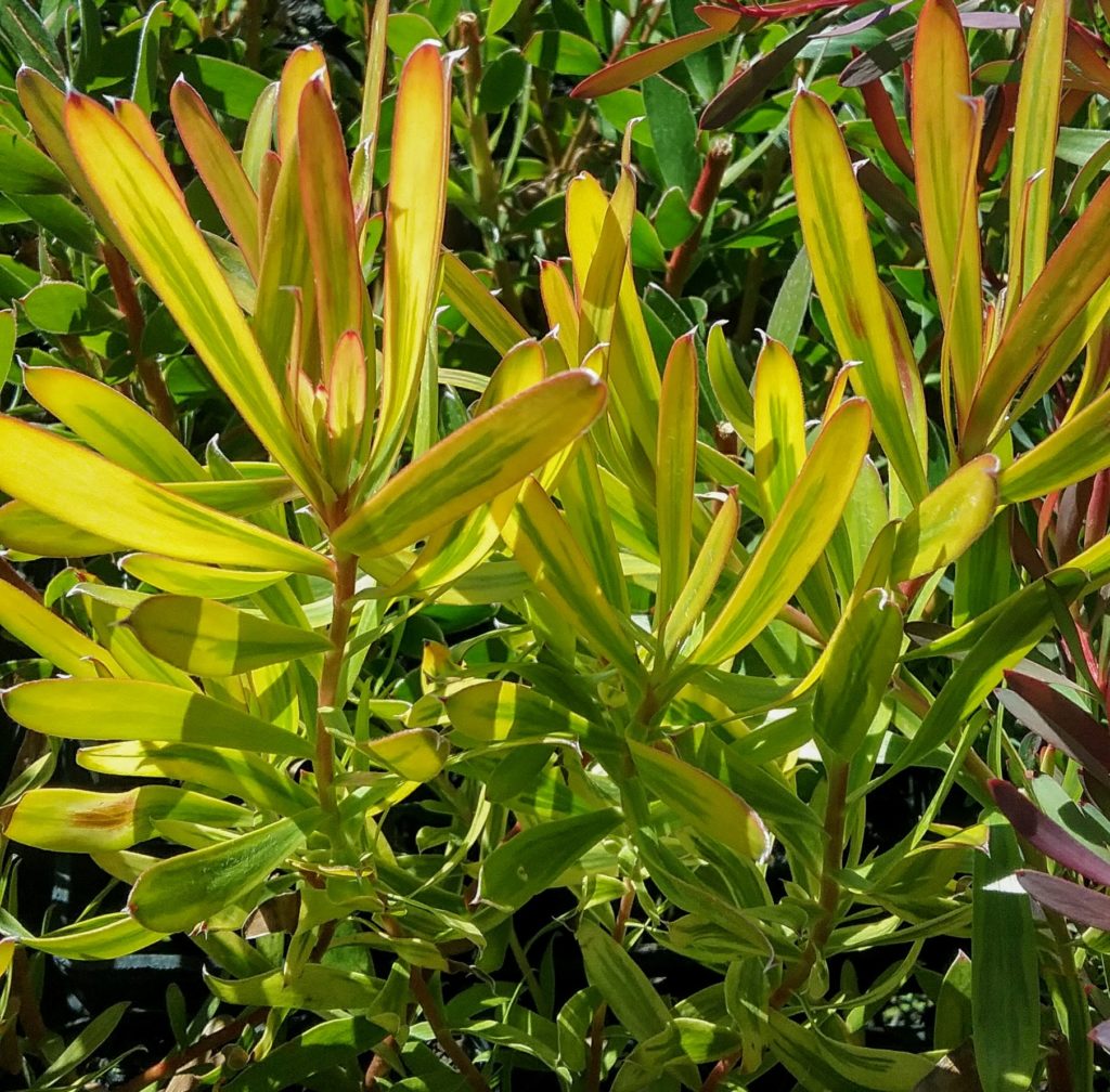 Leucadendron Pot Of Gold in 68mm Super Tube – Trigg Plants