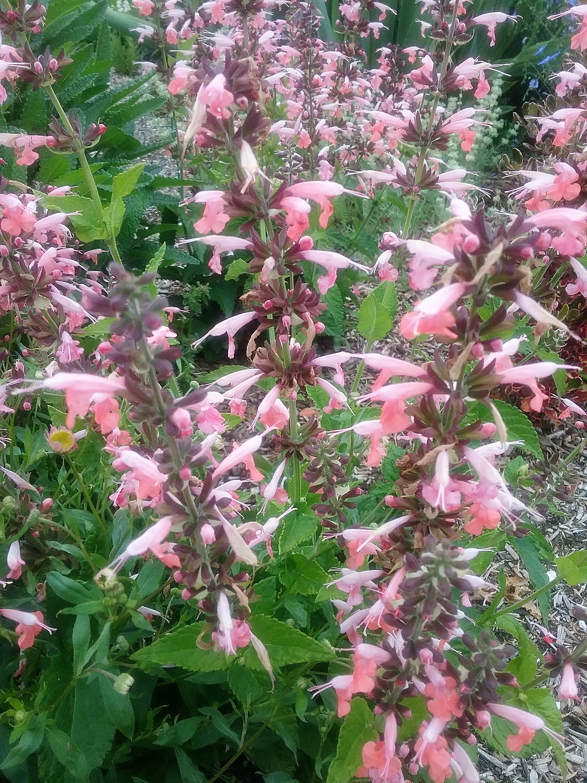 Salvia coccinea pink in 125mm Pot – Trigg Plants