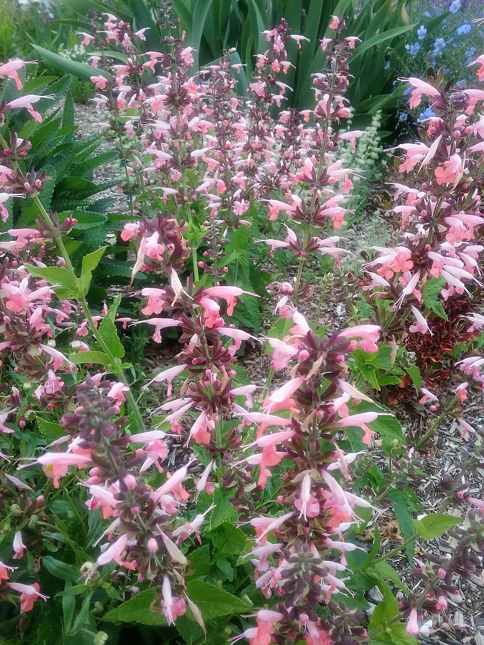 Salvia coccinea pink in 125mm Pot – Trigg Plants