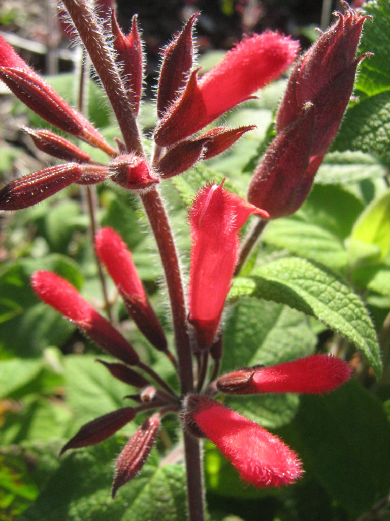 Salvia Winter Red in 50mm forestry tube – Trigg Plants
