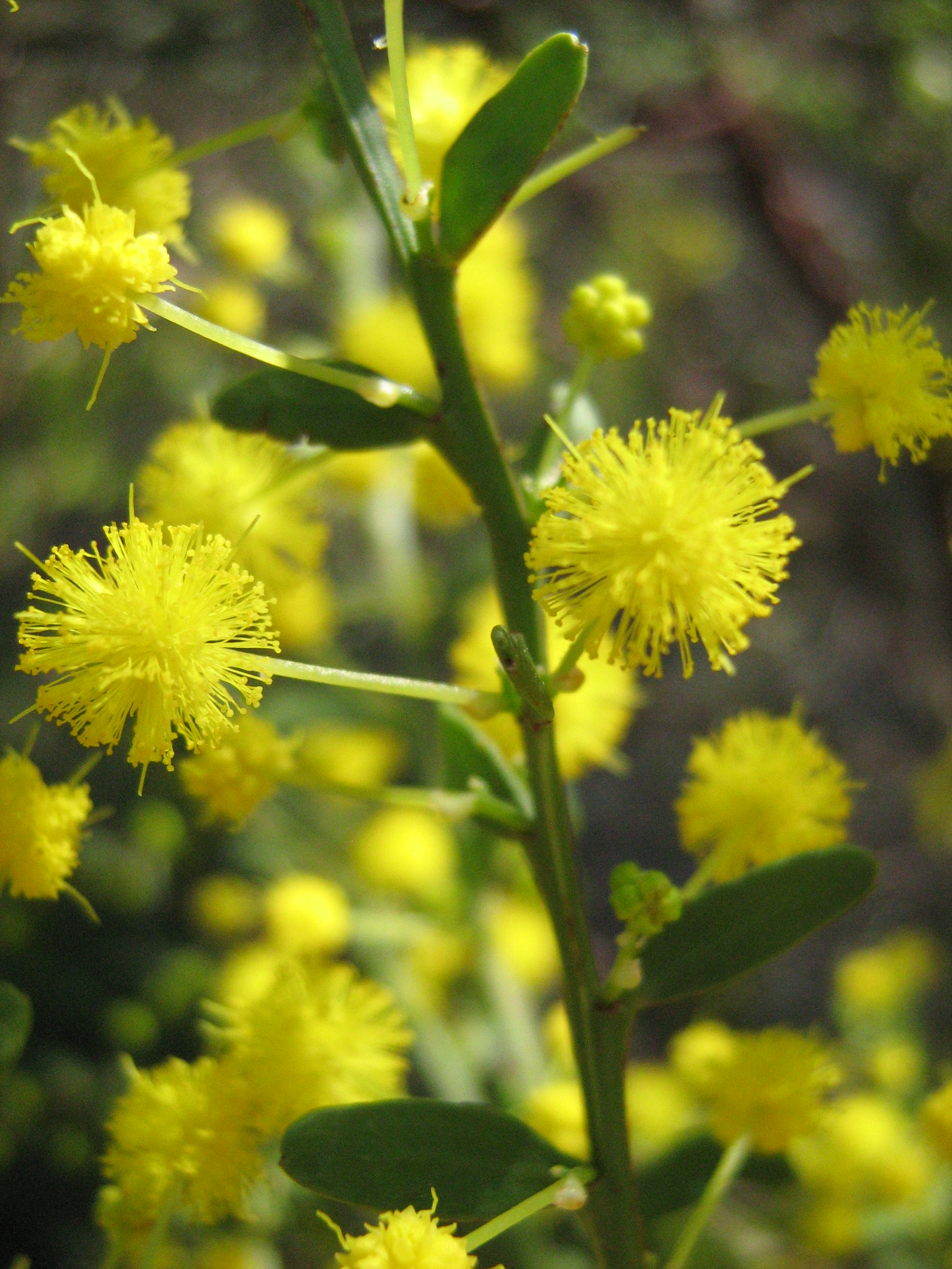 Acacia acinacea in 75mm Supergro Tube – Trigg Plants