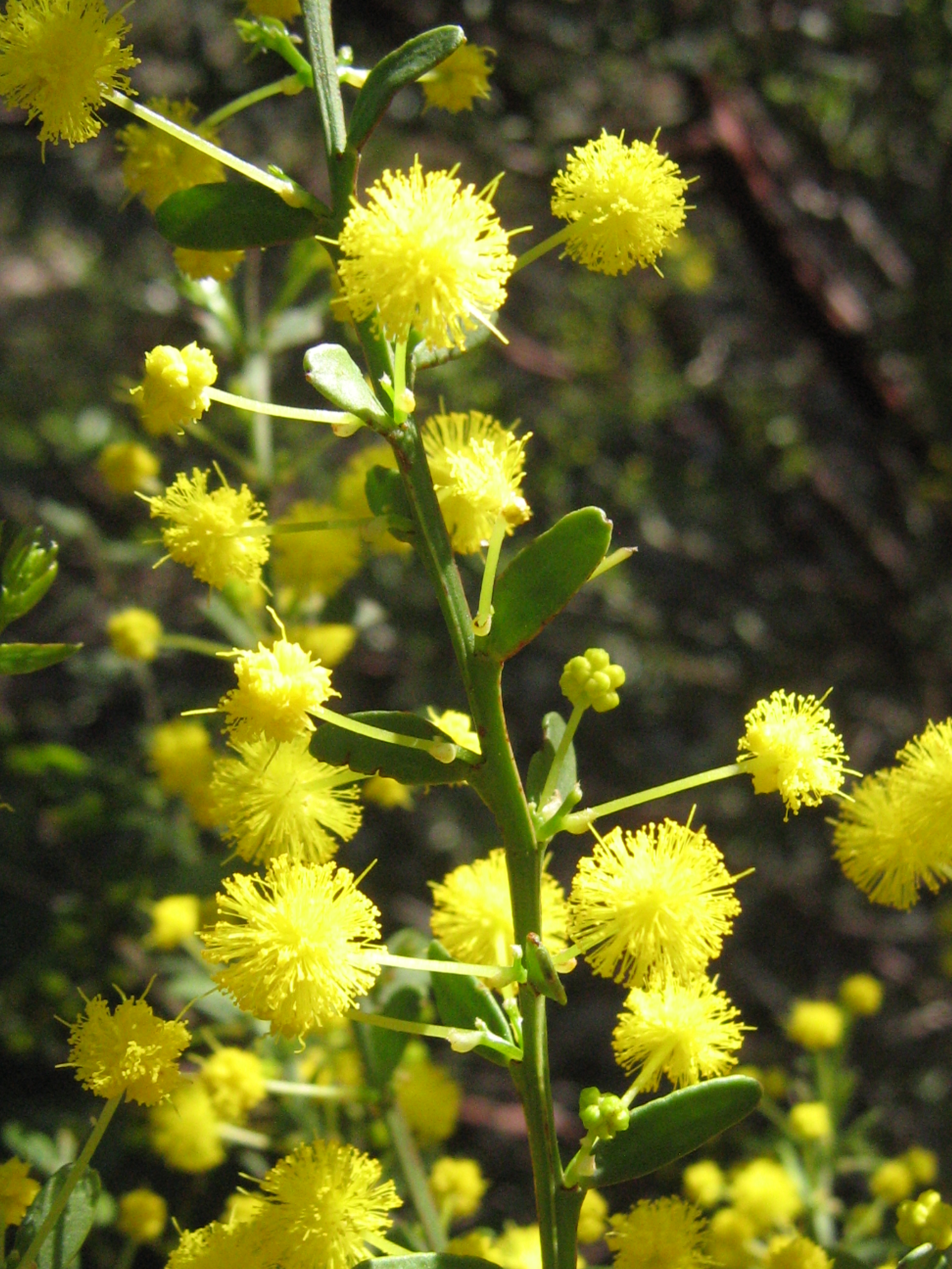 Acacia acinacea in 75mm Supergro Tube – Trigg Plants