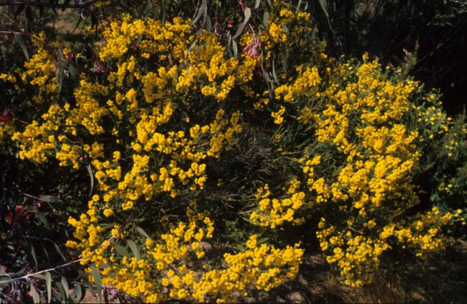 Acacia conferta in 50mm forestry tube – Trigg Plants