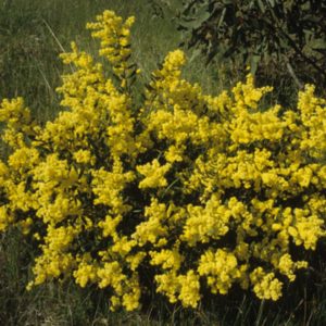 Native Plants – Page 2 – Trigg Plants