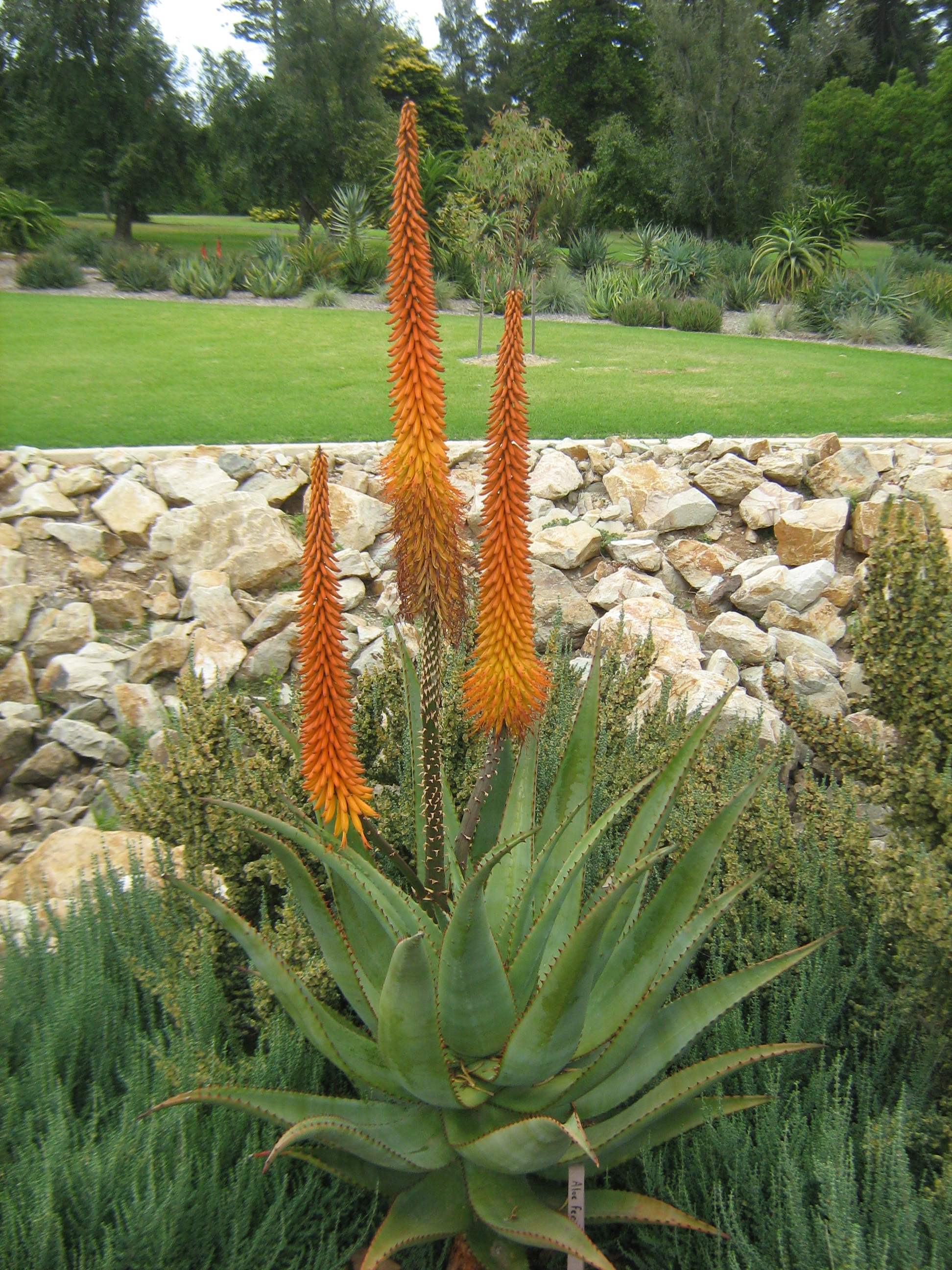 Aloe ferox in 65mm pot – Trigg Plants