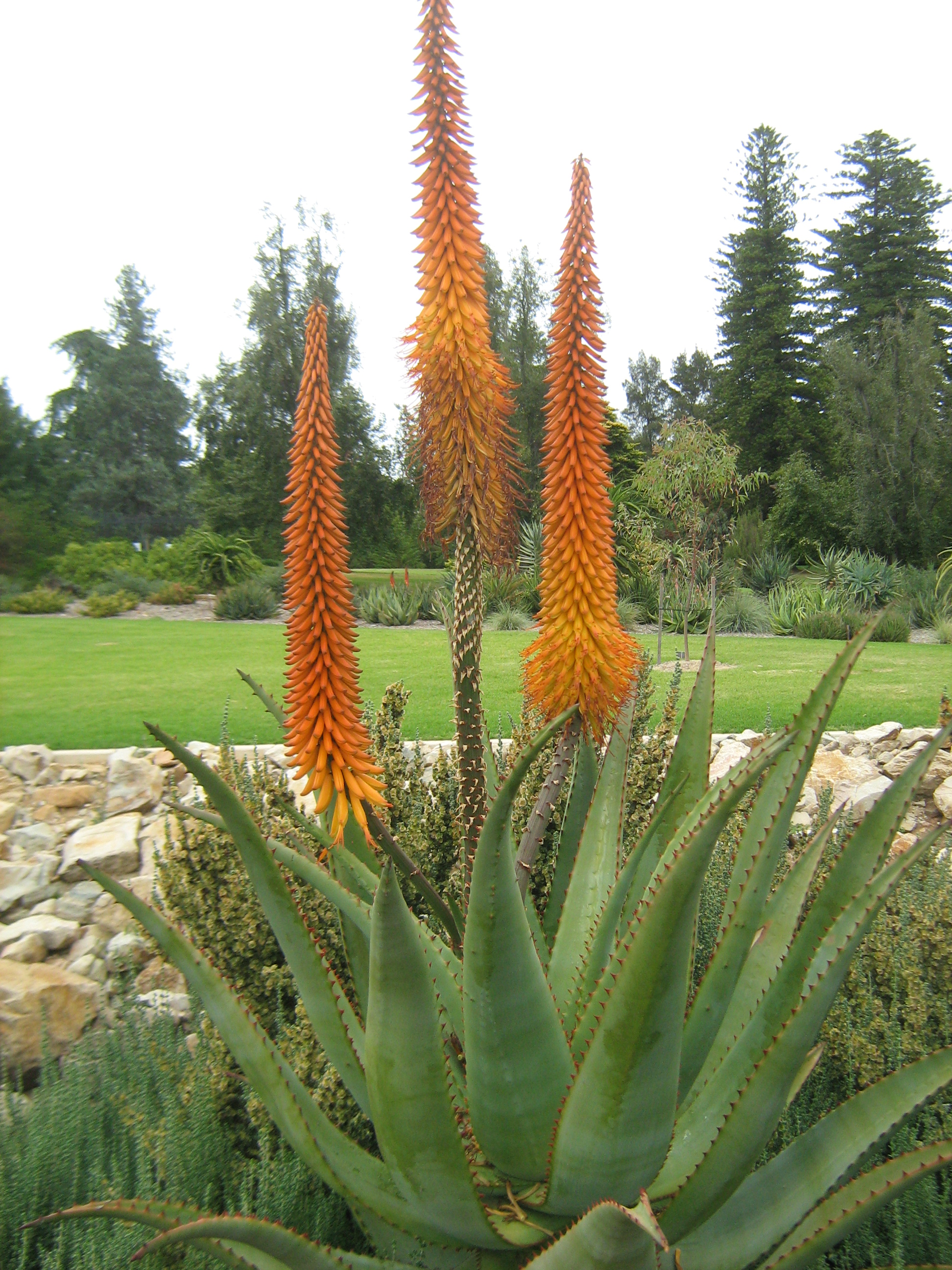 Aloe ferox in 65mm pot – Trigg Plants