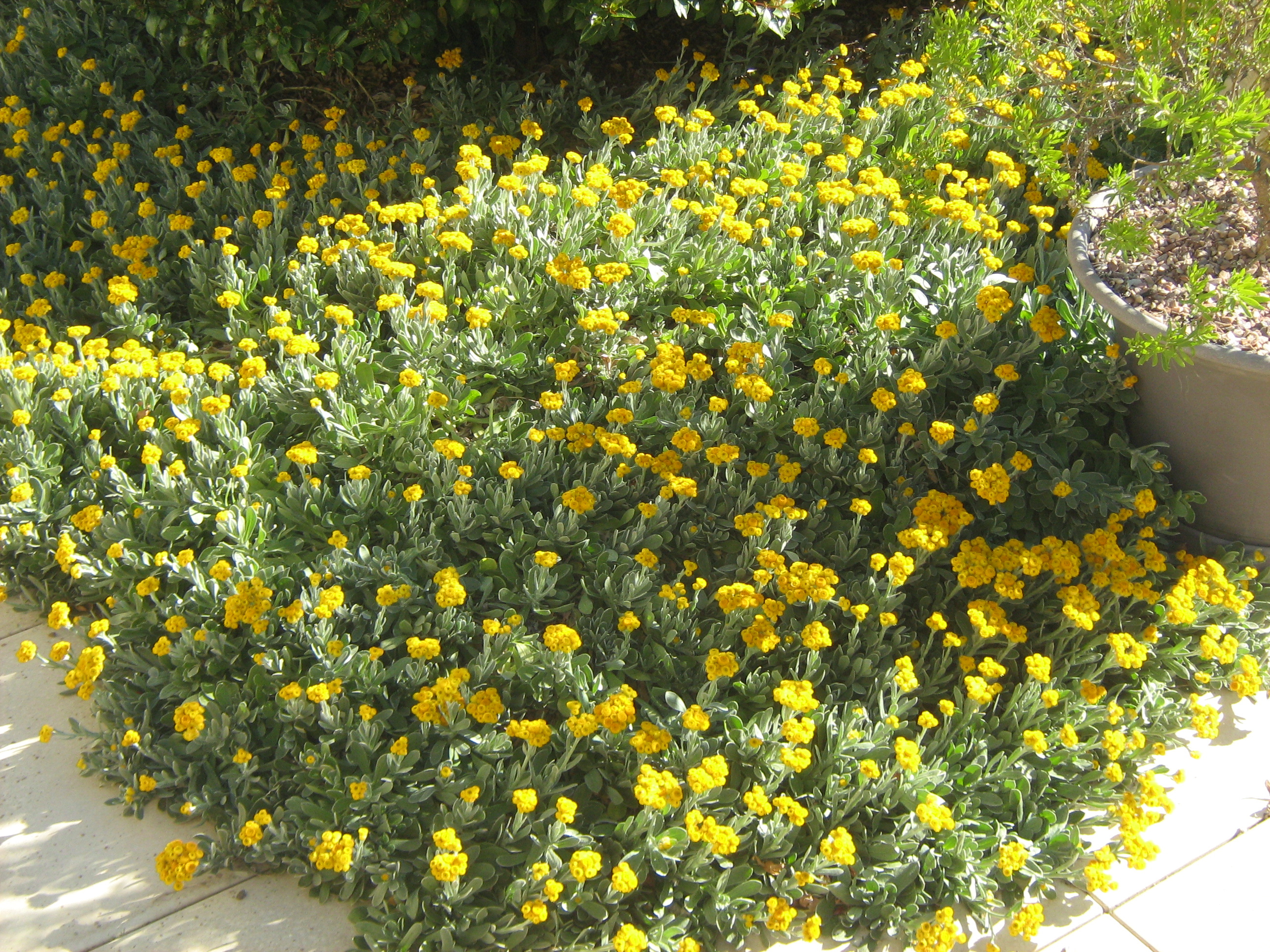 Chrysocephalum apiculatum Compact Form in 75mm Supergro Tube – Trigg Plants