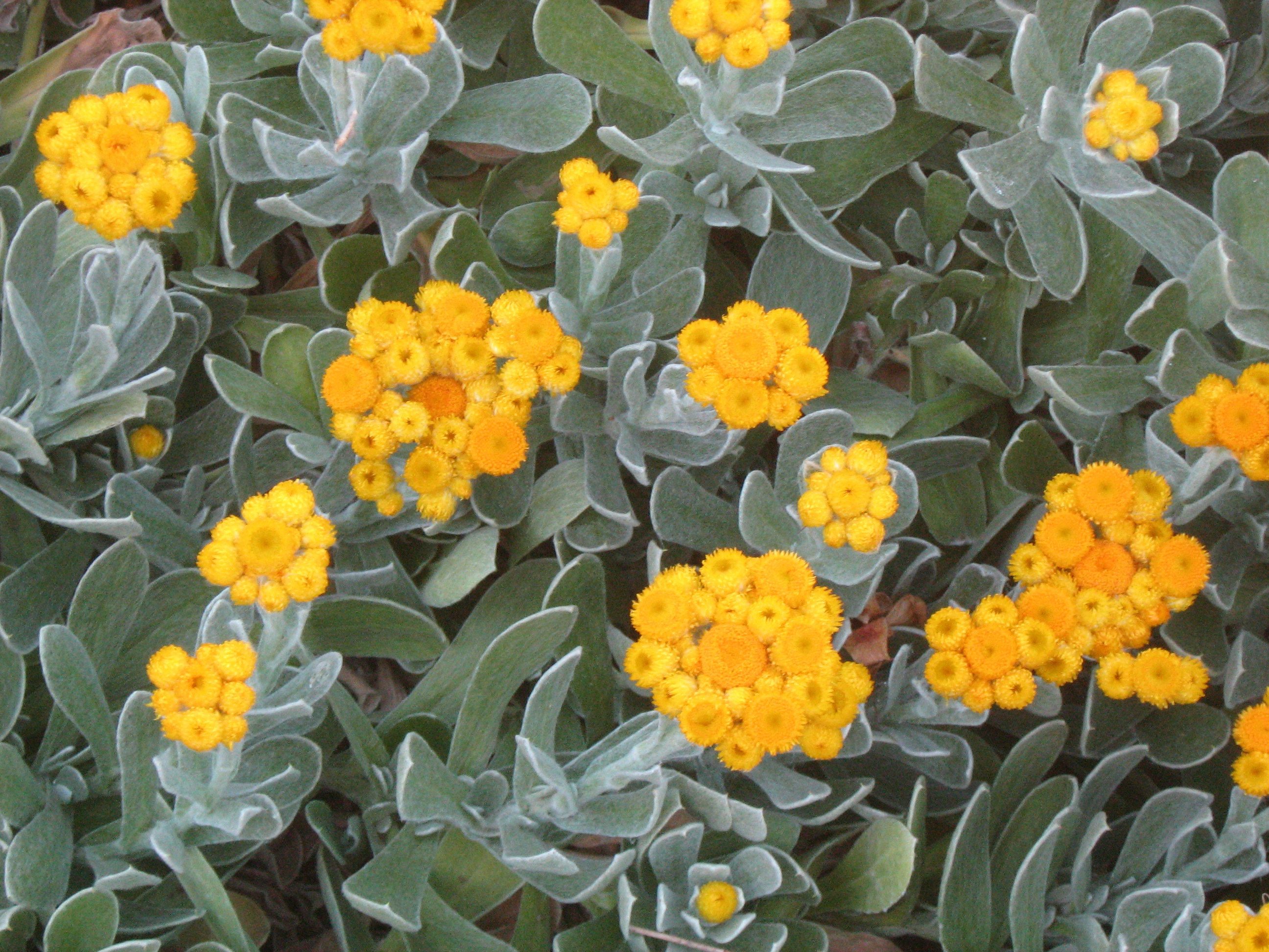 Chrysocephalum apiculatum Compact Form in 75mm Supergro Tube – Trigg Plants