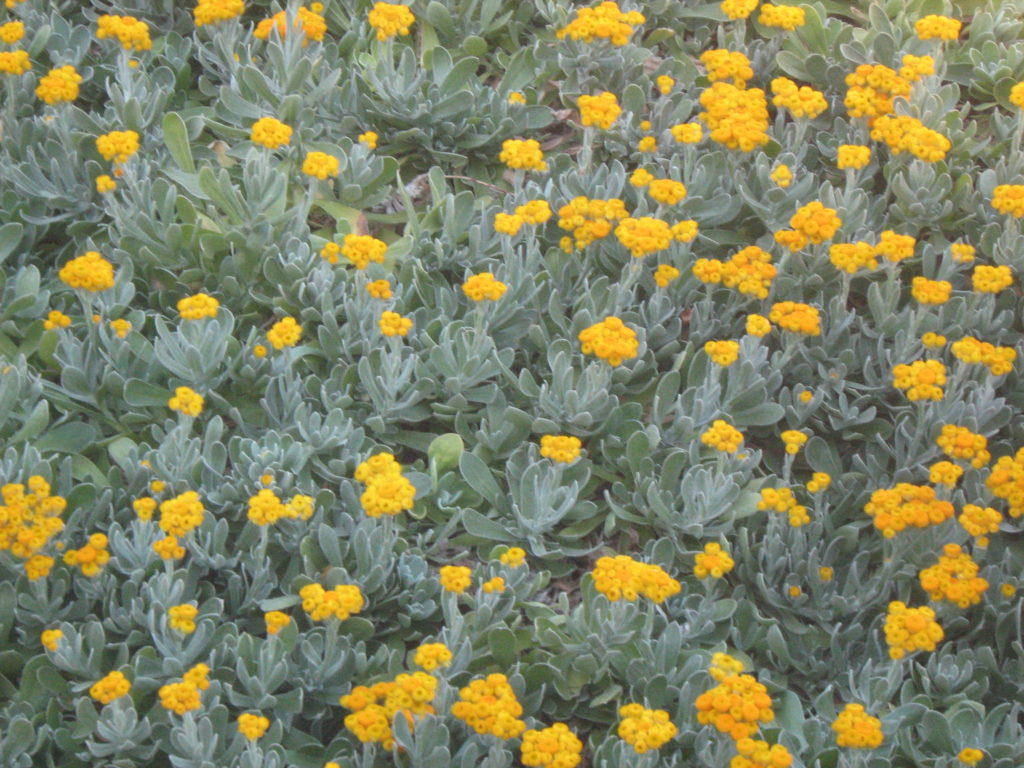 Chrysocephalum apiculatum Compact Form in 125mm Advanced Pot – Trigg Plants