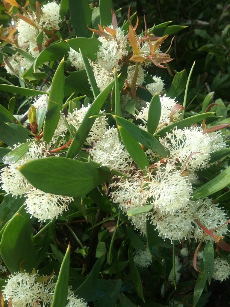 Hakea nitida in 50mm Forestry Tube – Trigg Plants