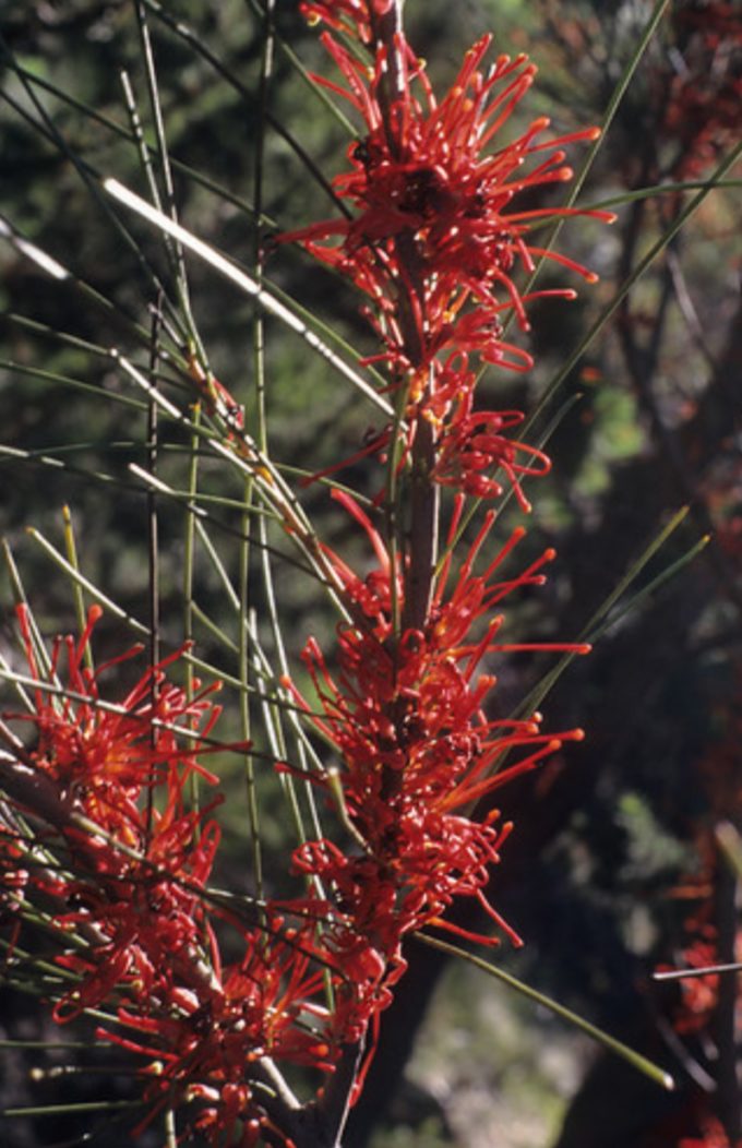 Hakea orthorrhyncha in 50mm Forestry Tube – Trigg Plants