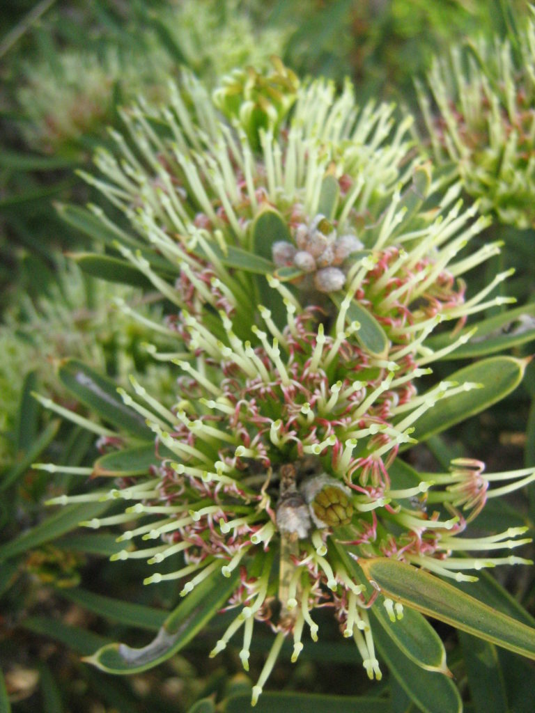 Hakea – Trigg Plants