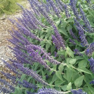 Salvia Celestial Blue in 50mm Forestry Tube – Trigg Plants