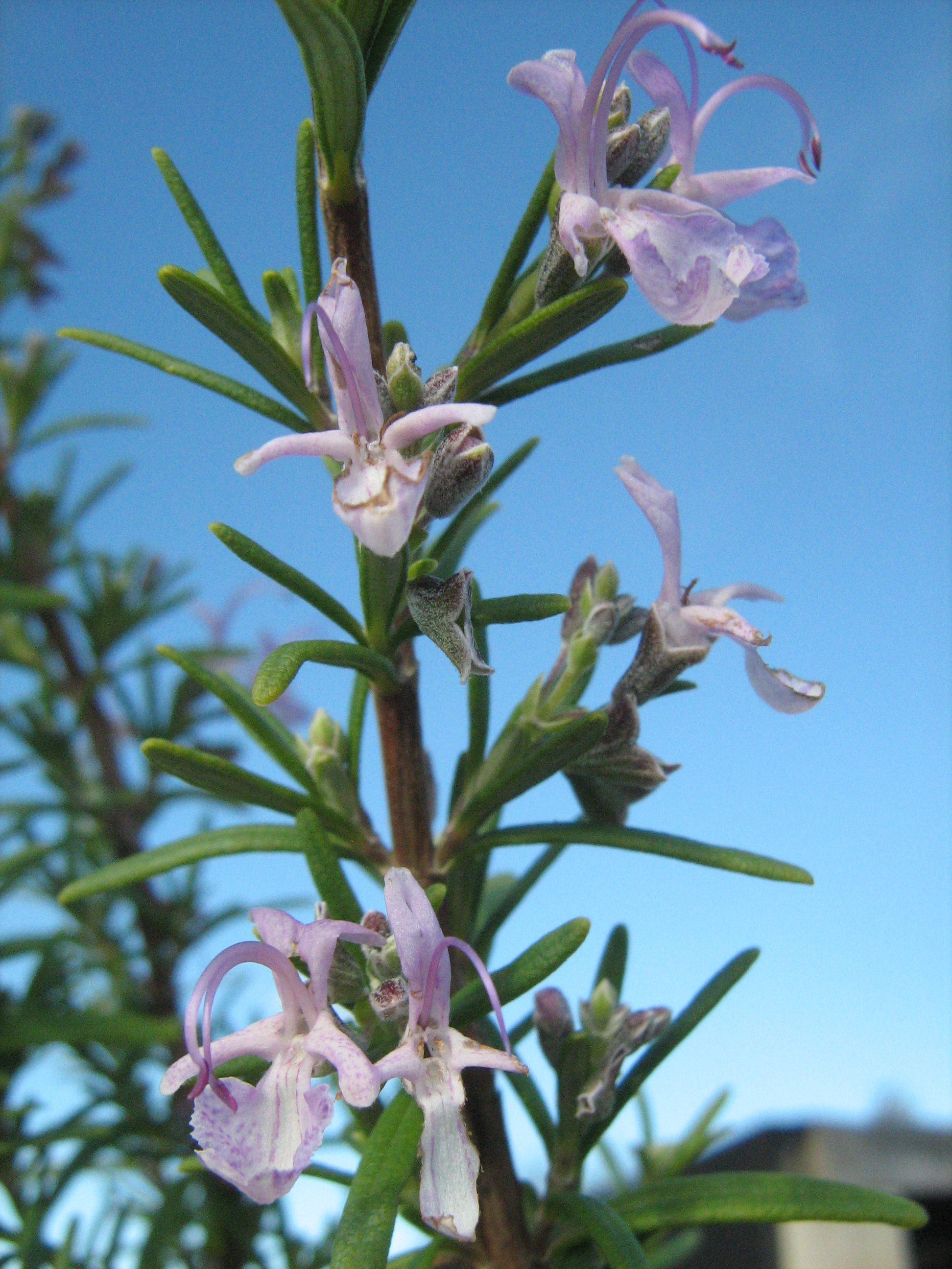 Rosemary officinalis Portugese Pink in 50mm forestry tube – Trigg Plants