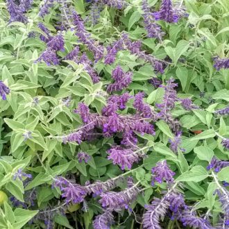 Salvia Celestial Blue in 50mm Forestry Tube – Trigg Plants