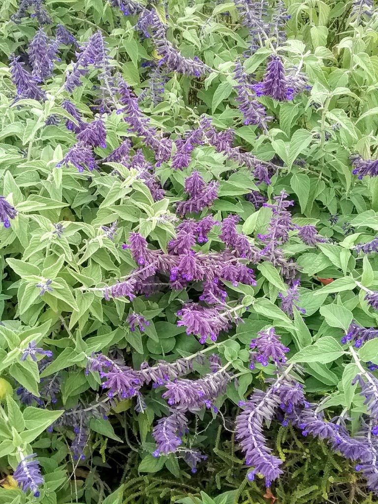 Salvia Anthony Parker in 50mm forestry tube – Trigg Plants